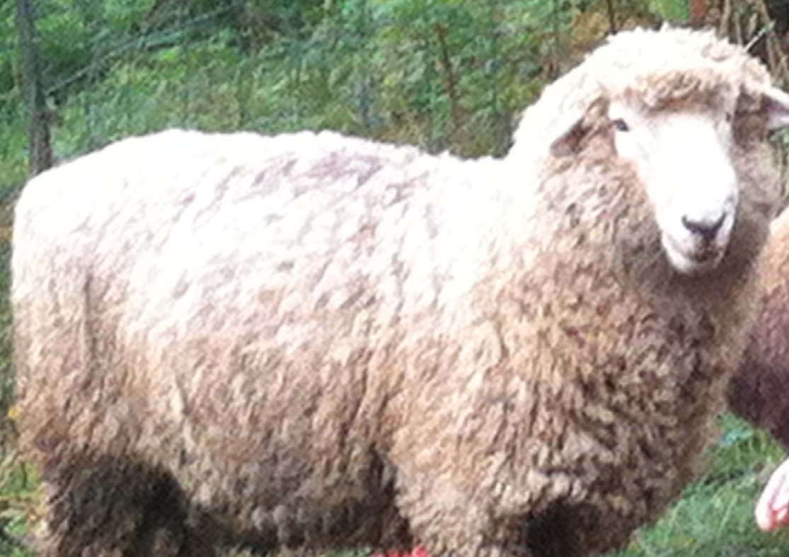 ARBA Romney Sheep – Ewephoria Farm – Lawrence, KS